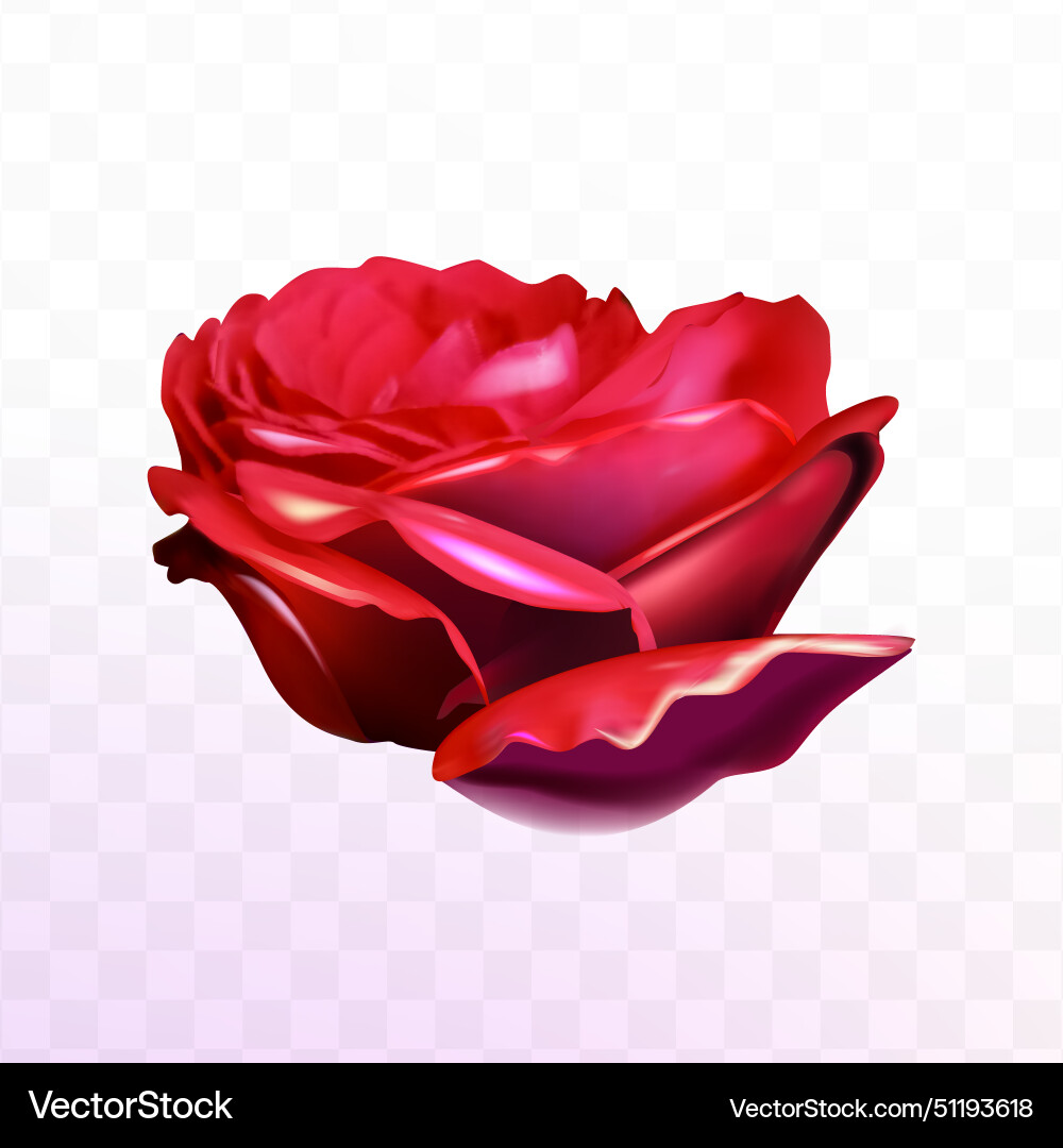 Realistic red rose on transparent background Vector Image