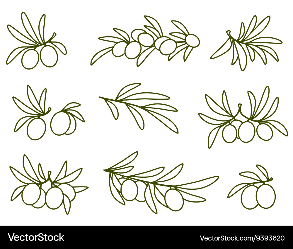 Linear olive branch set Royalty Free Vector Image