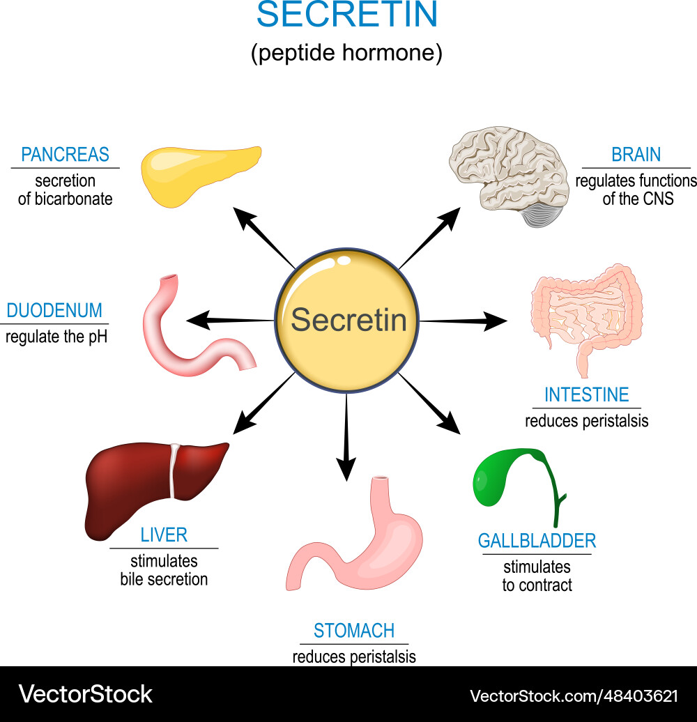 Secretin hormone Royalty Free Vector Image - VectorStock