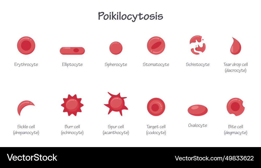 Poikilocytosis morphology Royalty Free Vector Image
