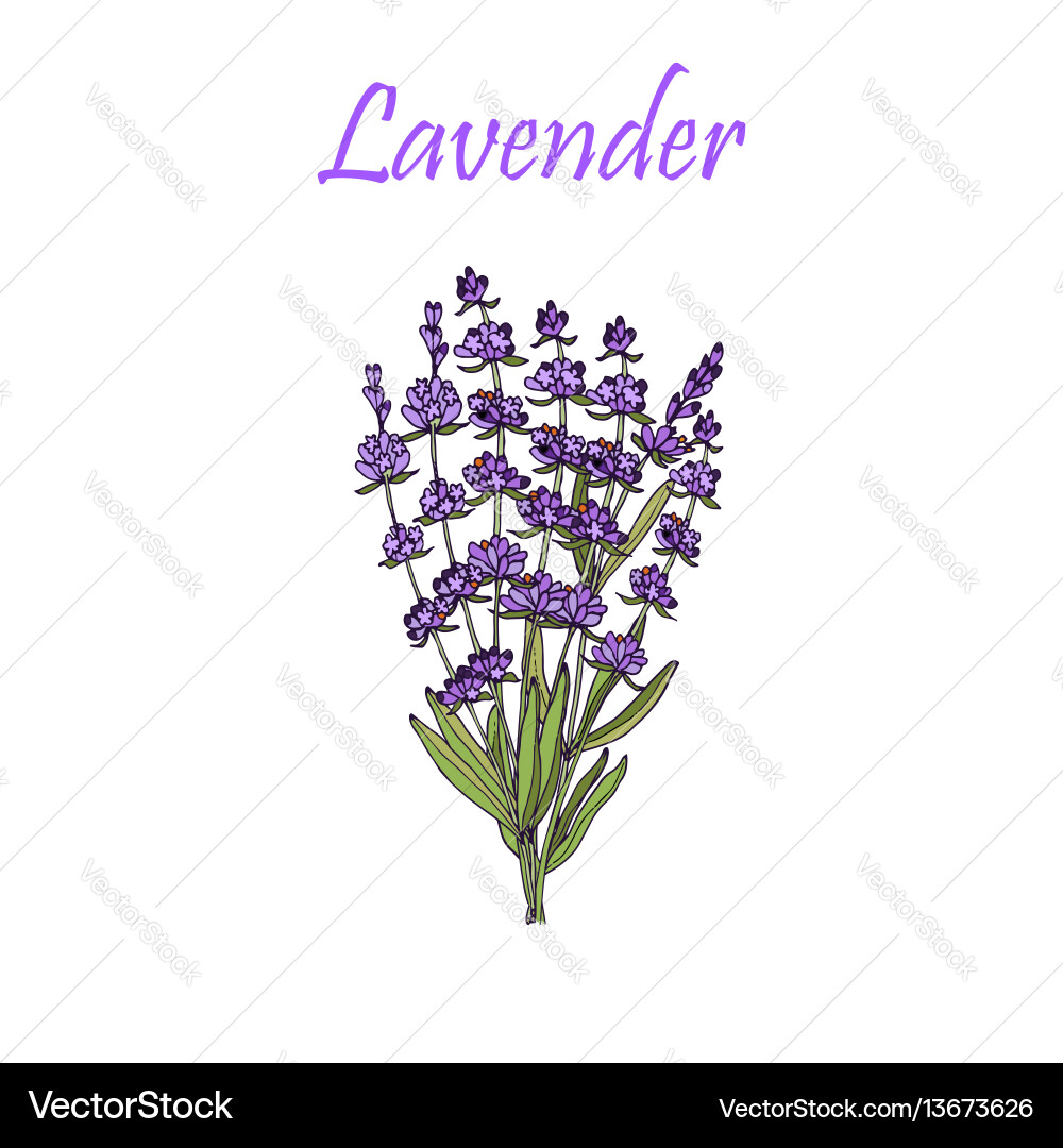 Elegant Lavender Flowers Royalty Free Vector Image
