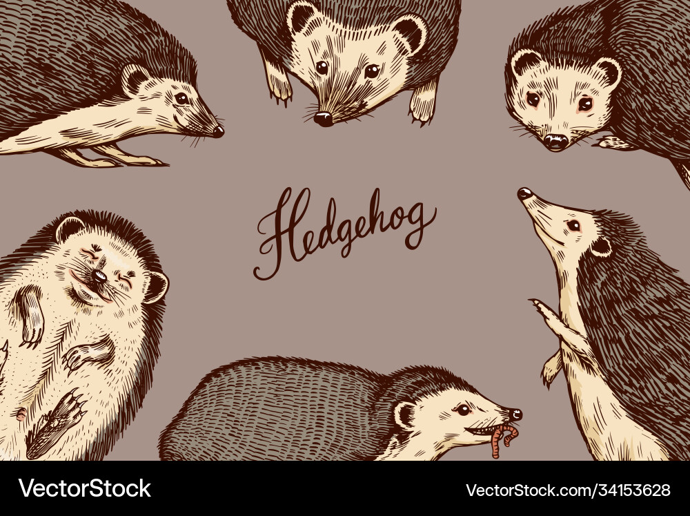 Hedgehog background spiny forest animal poster Vector Image