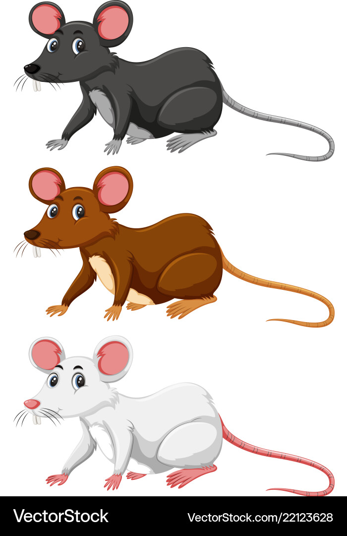 Three different colour of rat Royalty Free Vector Image
