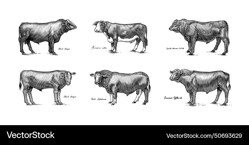 A group of cows standing next to each other Vector Image