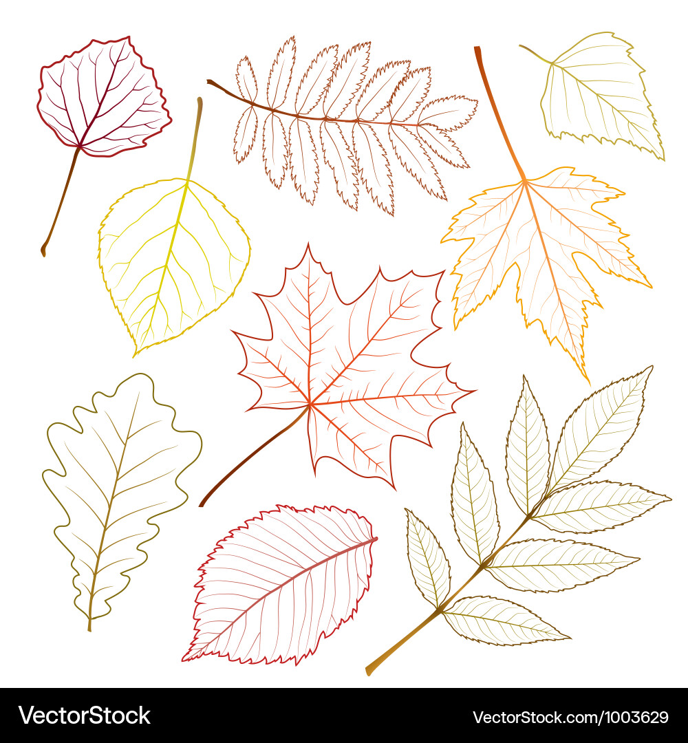 Autumn Leaf Collection Royalty Free Vector Image