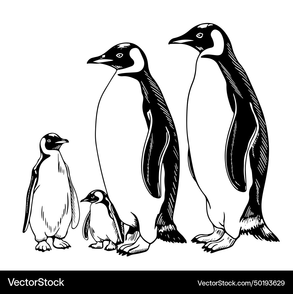 Penguin outline drawing Royalty Free Vector Image