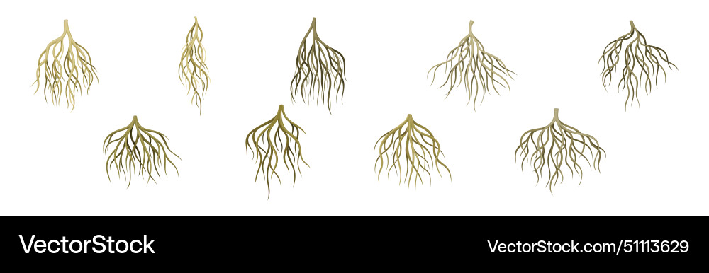 Tree roots with bare branched stem set Royalty Free Vector