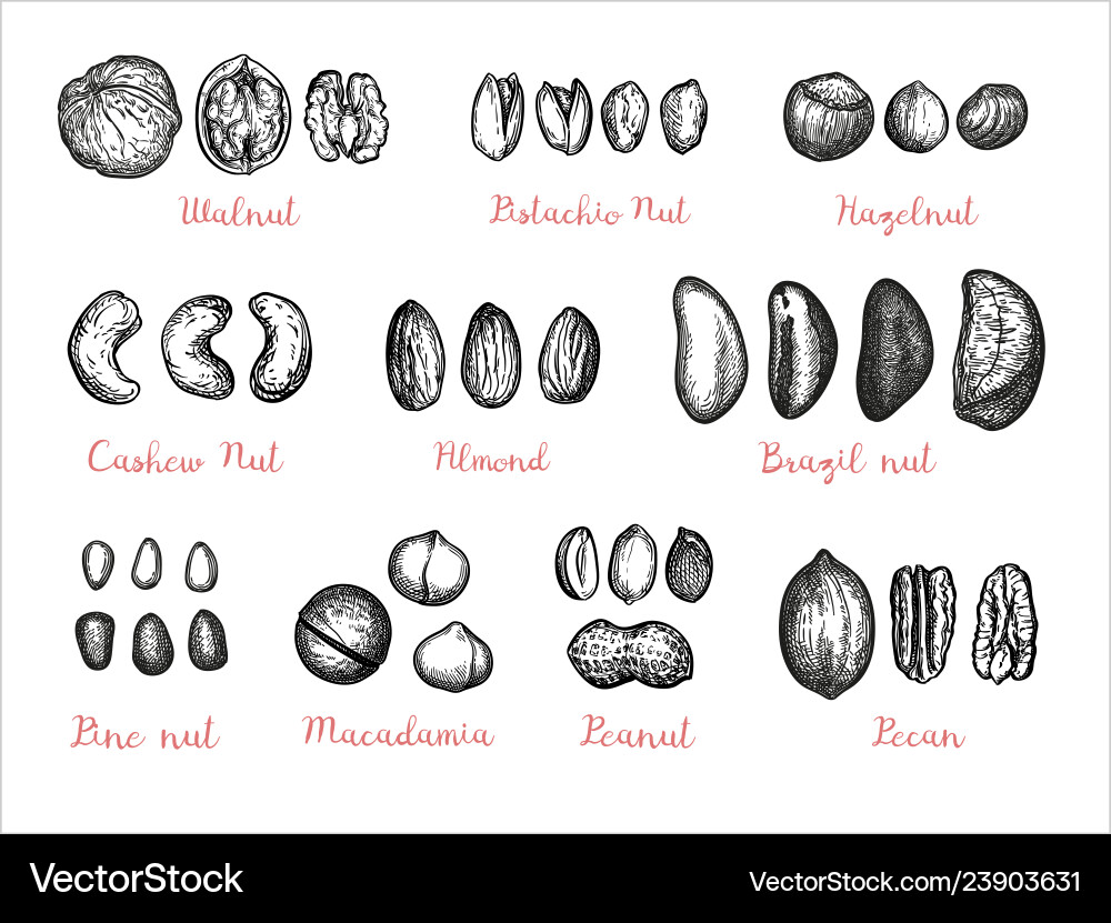 Nuts big set Royalty Free Vector Image - VectorStock