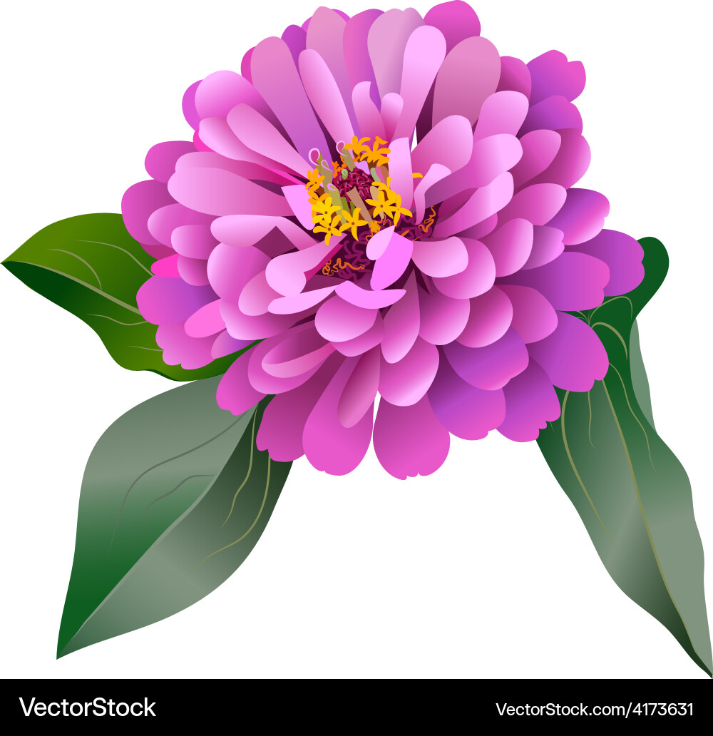 Realistic pink zinnia flower Royalty Free Vector Image