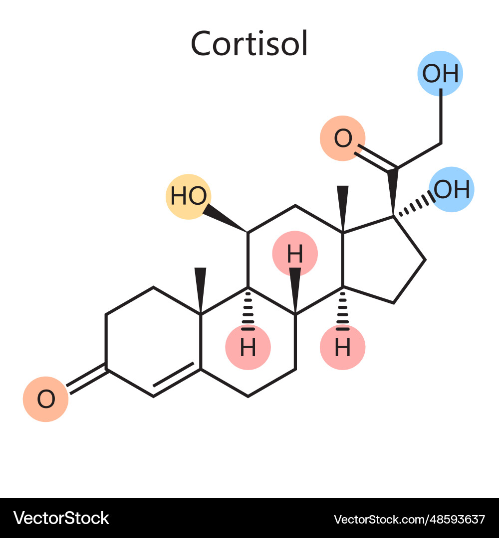 Chemical formula cortisol hormone science Vector Image