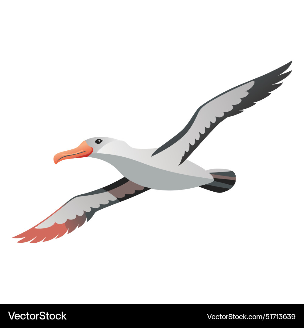 Albatross animal isolated flat on white background