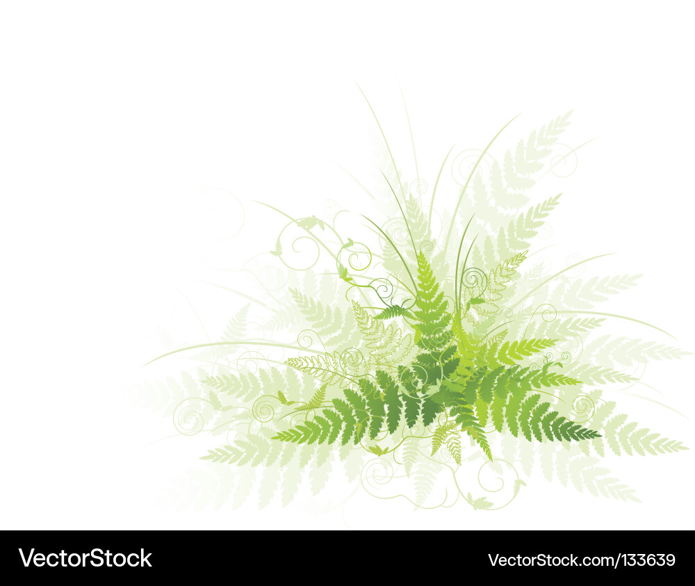 Fern Royalty Free Vector Image - VectorStock