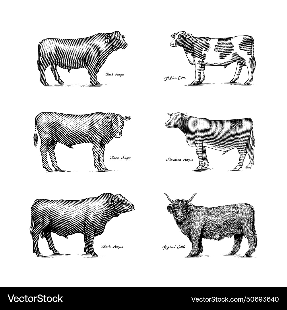 A group of cows standing next to each other Vector Image