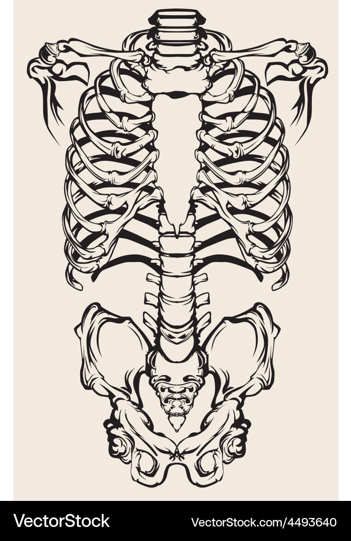Human skeleton Royalty Free Vector Image - VectorStock
