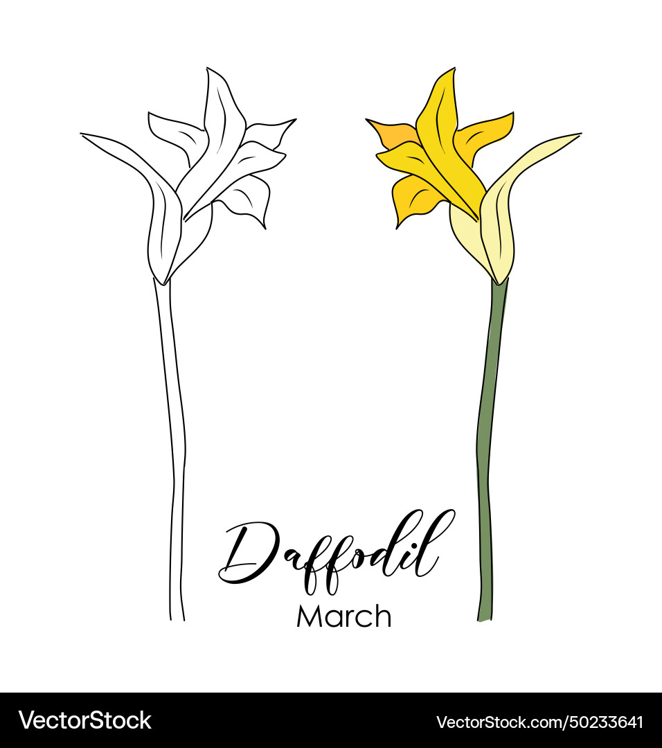 Daffodil march birth month flower drawing Vector Image