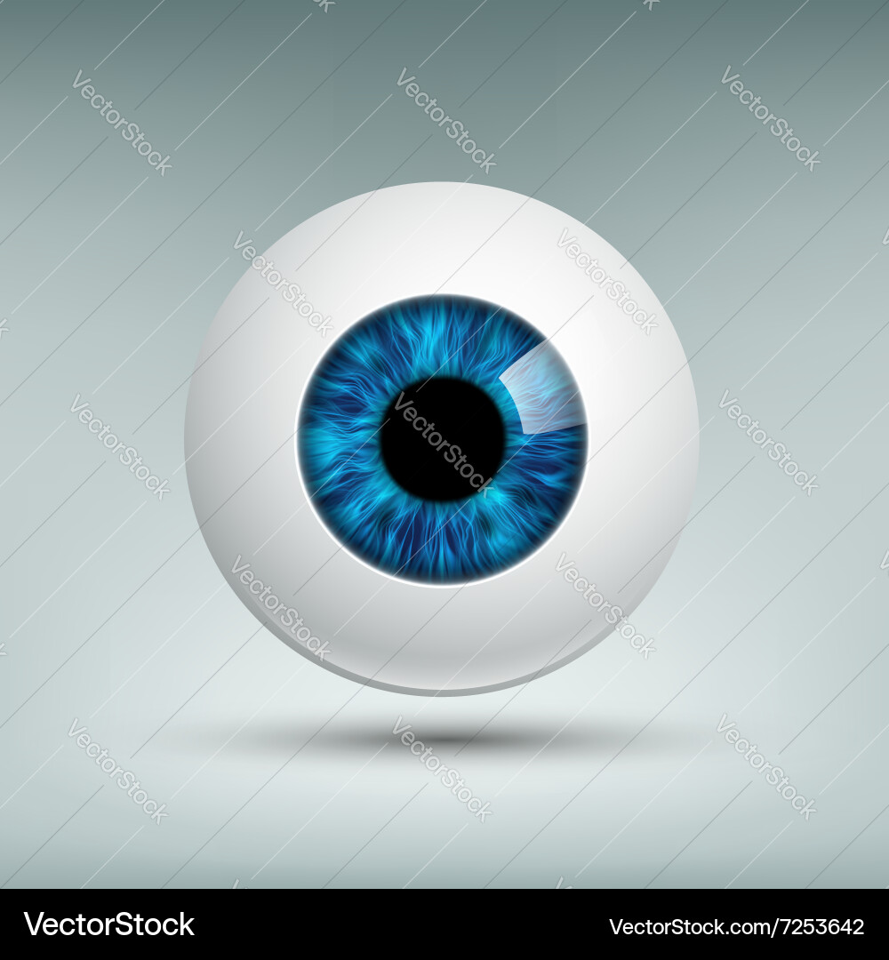 Human eyeball stock Royalty Free Vector Image - VectorStock