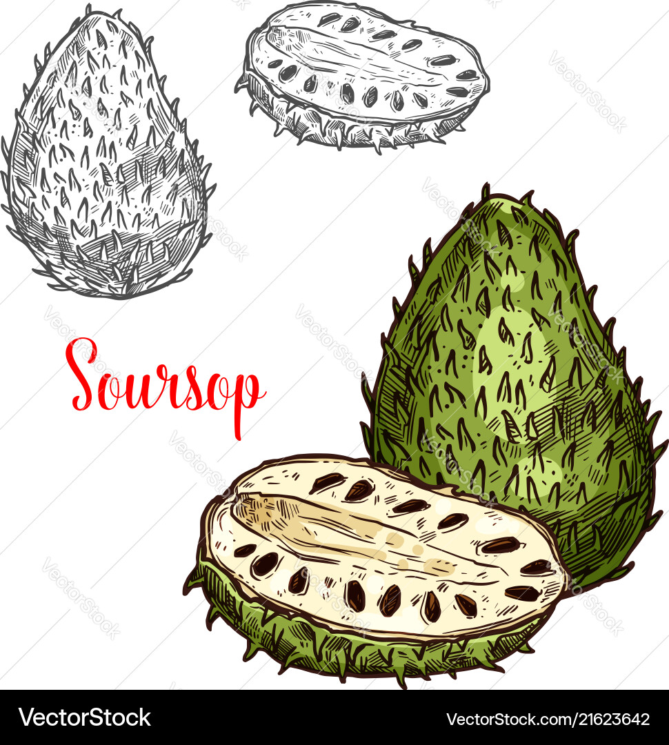 Soursop Fruit Vector Images (over 860)
