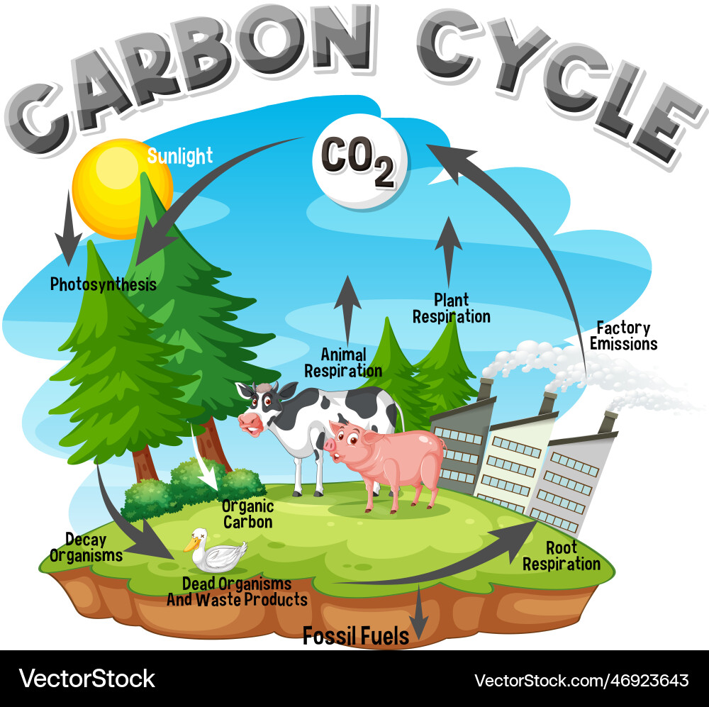 Carbon cycle diagram for science education Vector Image