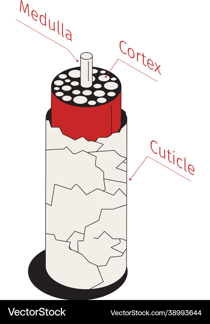 Hair root explained composition Royalty Free Vector Image