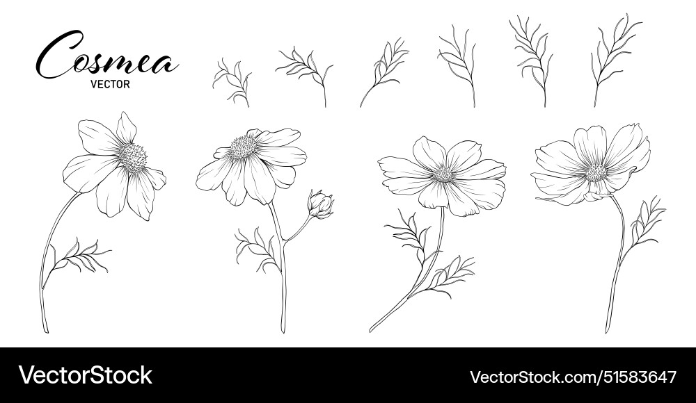Cosmea Flower Line Art Set Royalty Free Vector Image