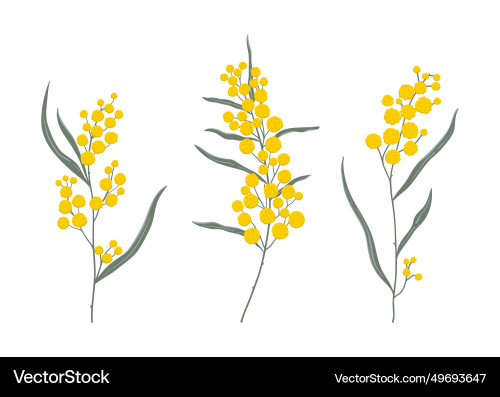 Golden Wattle Branches - Australian Symbol Vector Image