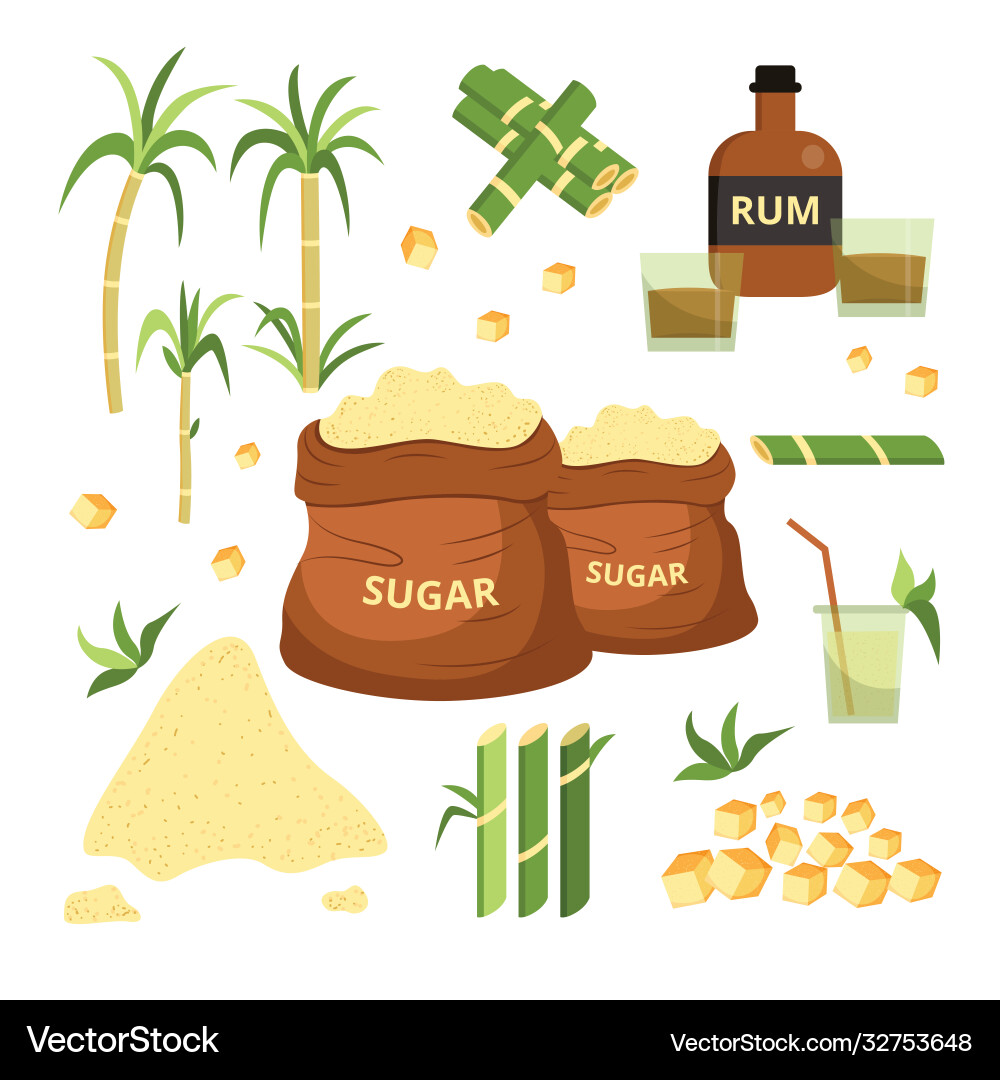 Sugar cane drawing set - isolated sugarcane plant Vector Image