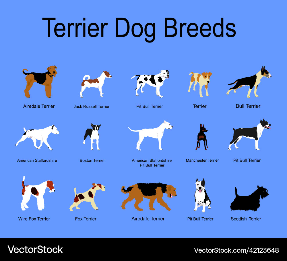 Terrier dog breeds collection poster Royalty Free Vector