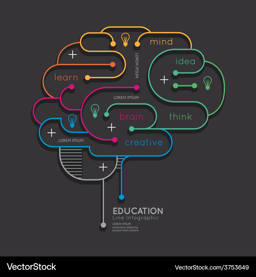 Flat linear infographic education outline brain Vector Image