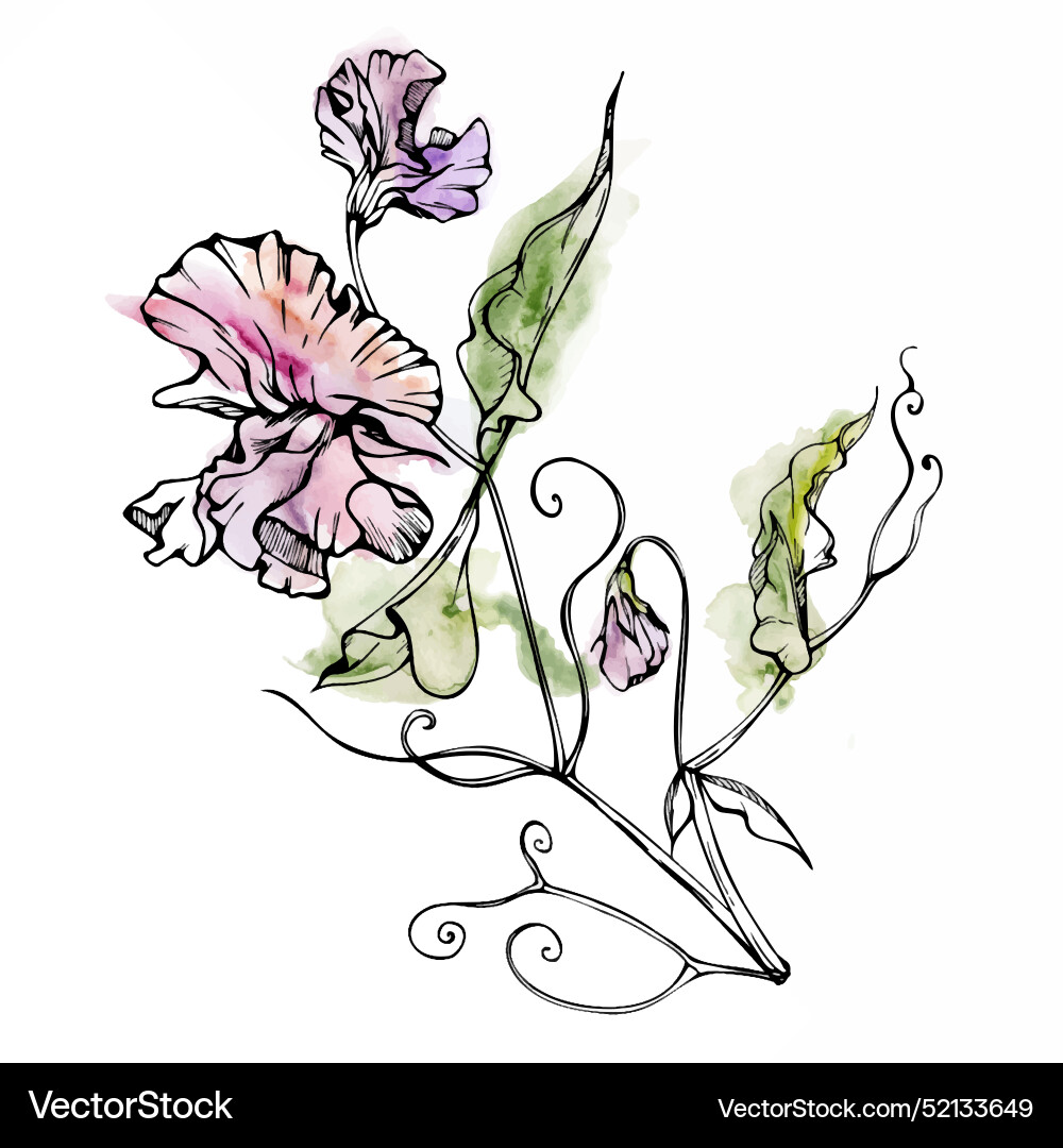 Hand drawn watercolor ink botanical flowers Vector Image