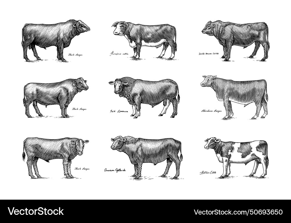 A group of cows standing next to each other Vector Image