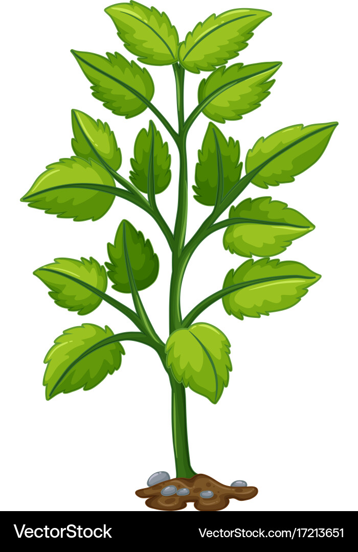 Green tree growing from underground Royalty Free Vector