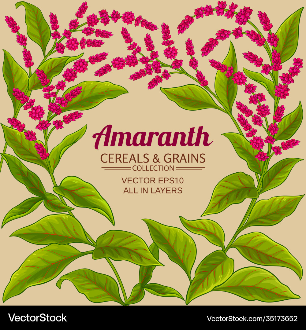 Amaranth frame Royalty Free Vector Image - VectorStock