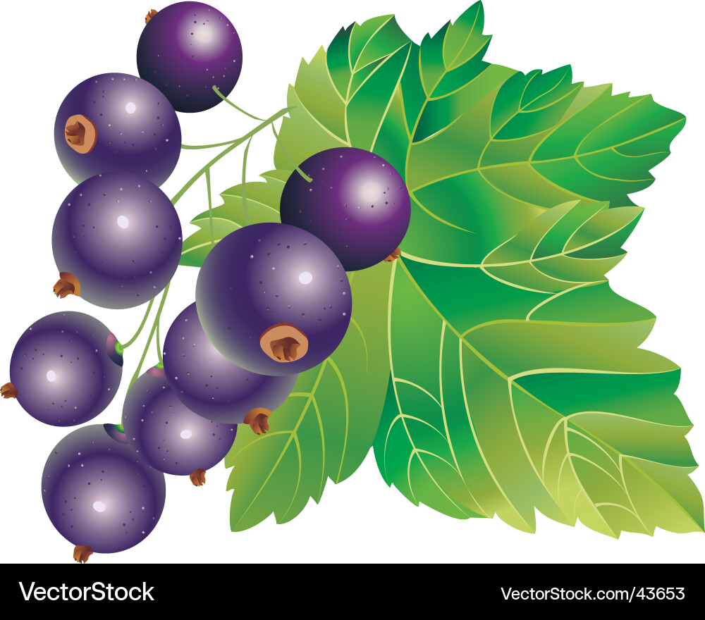 Black currant Royalty Free Vector Image - VectorStock