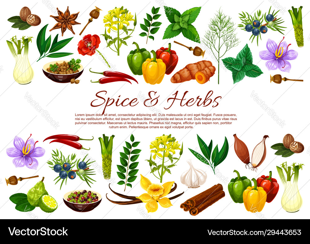 Turmeric Banner Vector Images (over 170)
