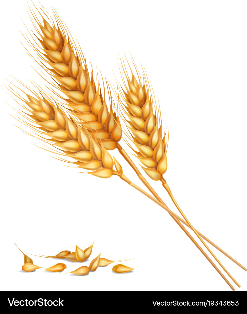 Realistic wheat composition Royalty Free Vector Image