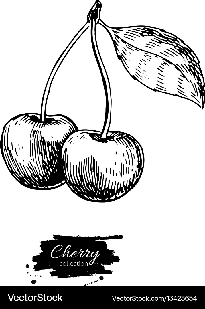 Two Cherry Drawing Royalty Free Vector Image - VectorStock