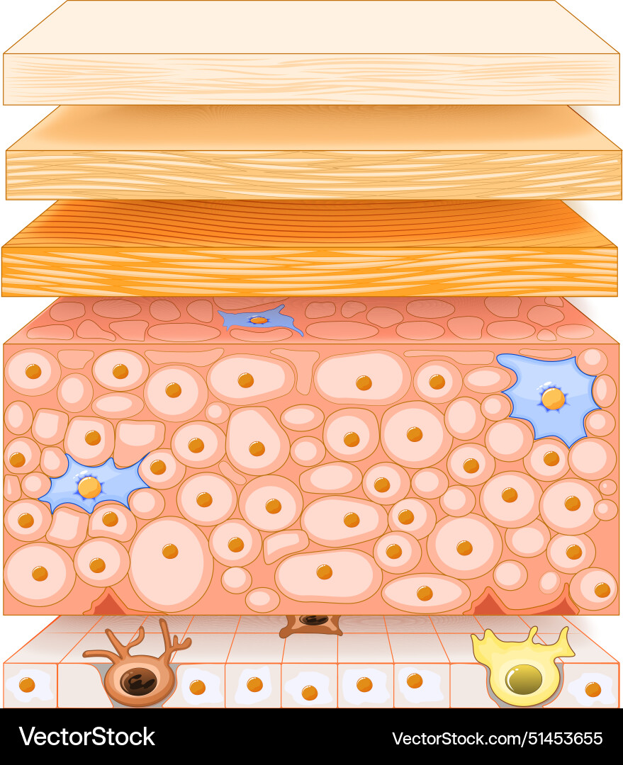 Epidermis structure skin anatomy Royalty Free Vector Image