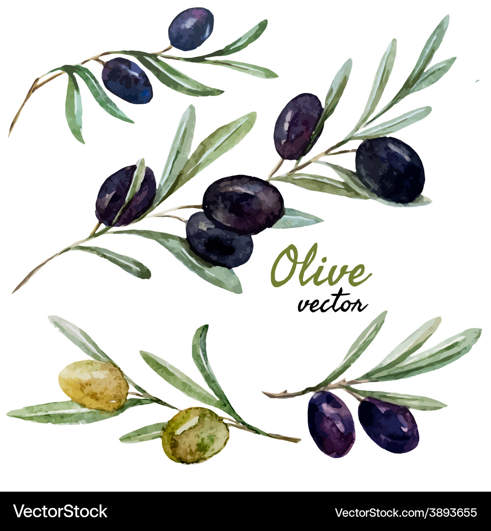 Olives Royalty Free Vector Image - VectorStock