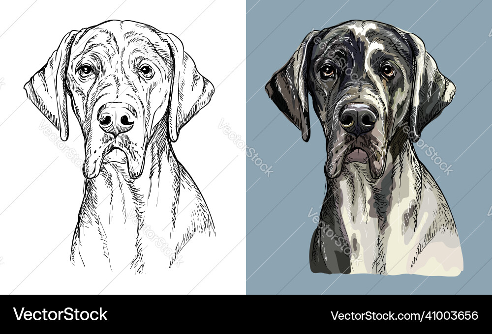 Hand drawing dog great dane monochrome Royalty Free Vector