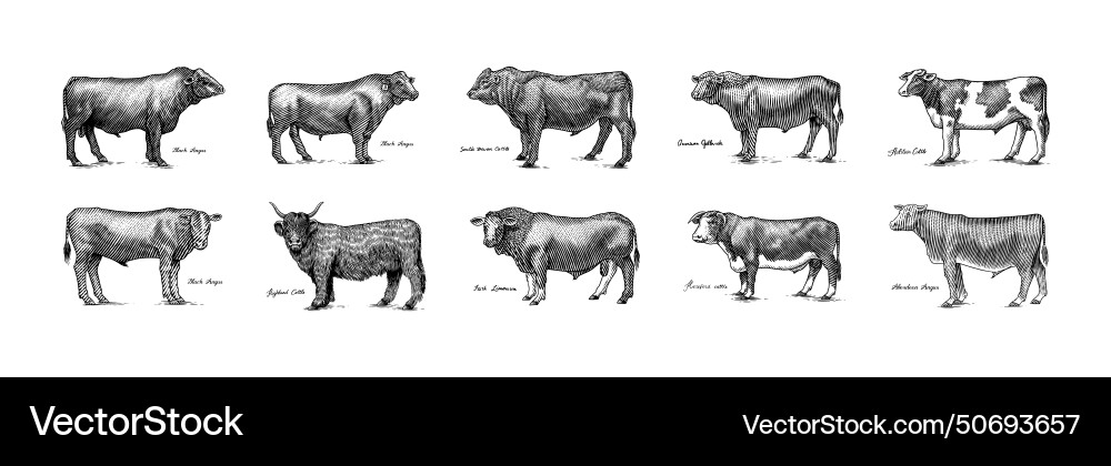 A group of cows standing next to each other Vector Image