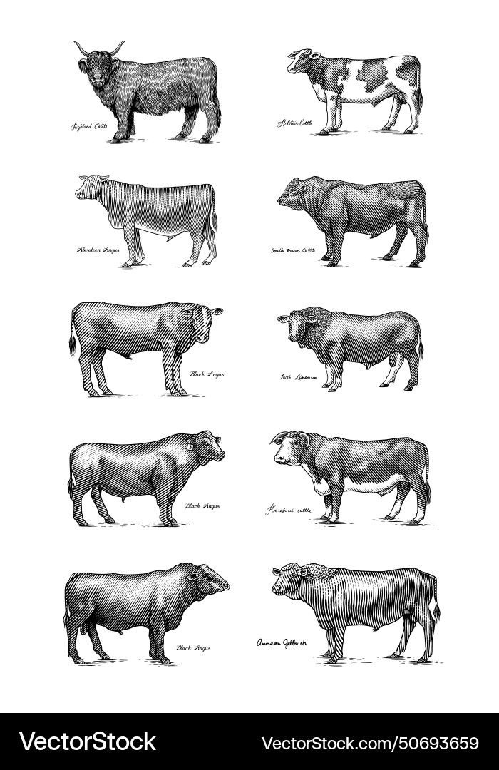 A group of cows standing next to each other Vector Image