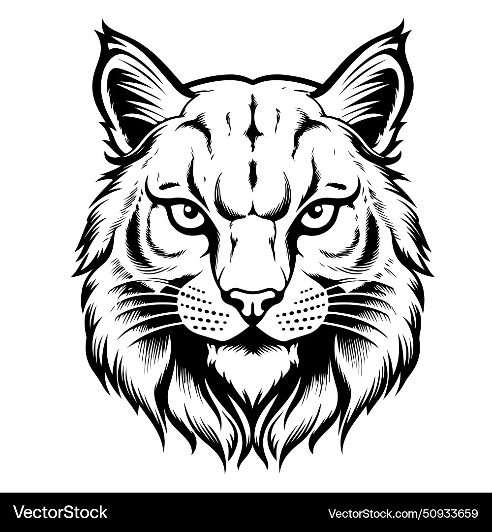 Angry lynx sketch Royalty Free Vector Image - VectorStock