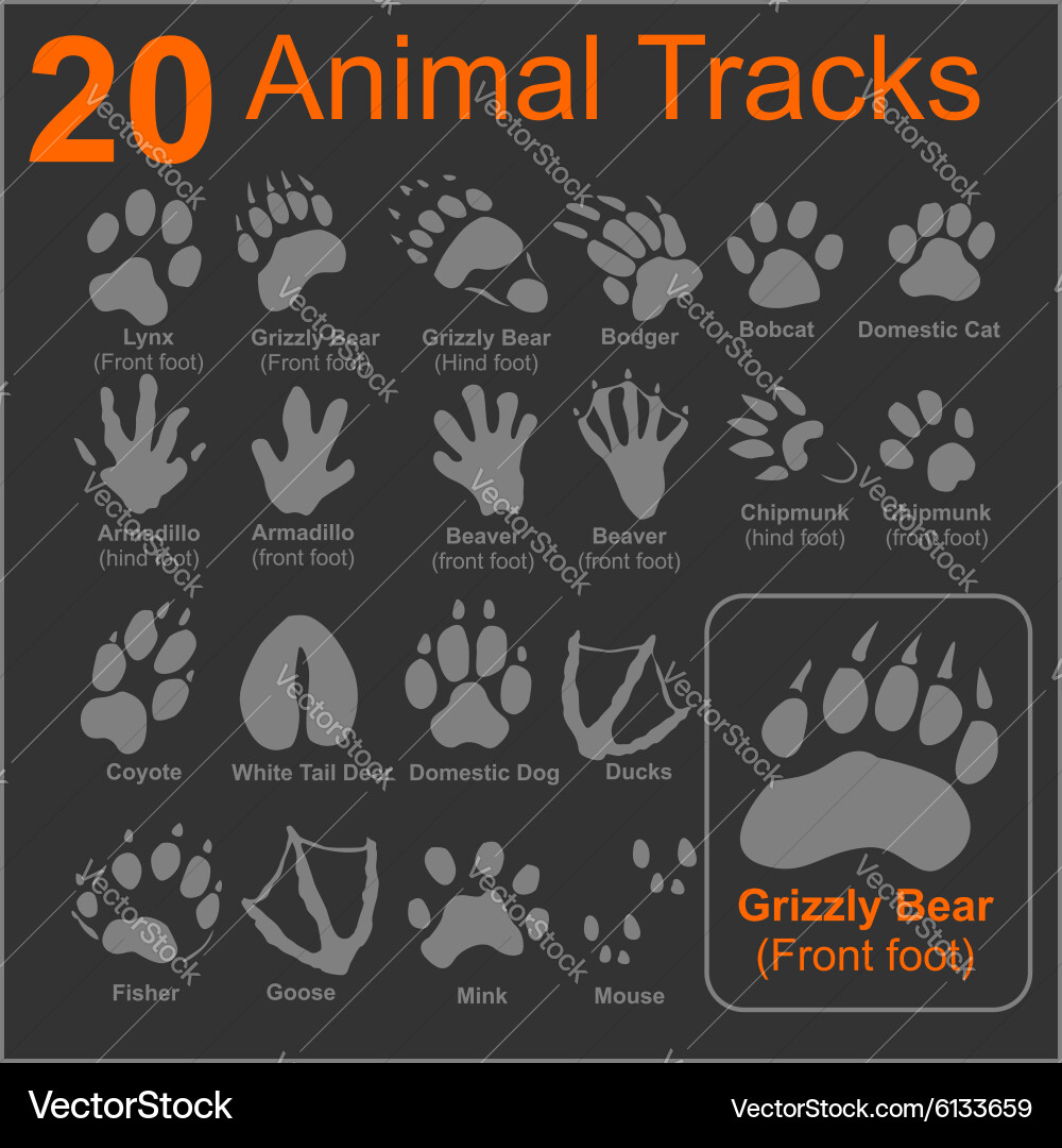 Animals tracks - set Royalty Free Vector Image