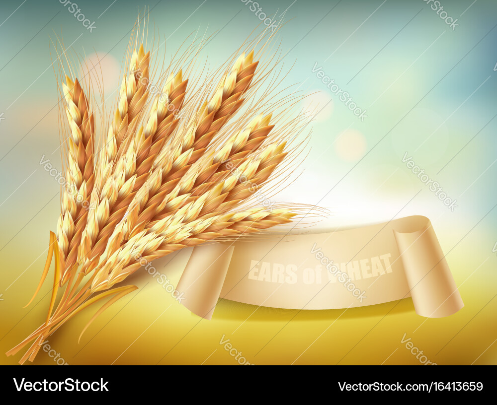 Ears of wheat Royalty Free Vector Image - VectorStock