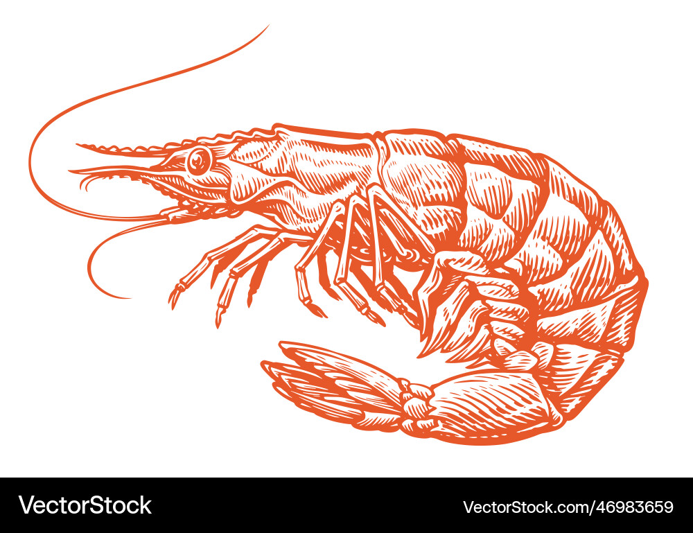 Large red shrimp sketch prawn for cooking Vector Image