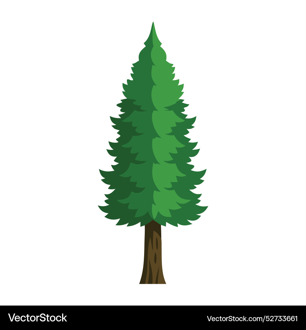 Cypress tree flat on white background Royalty Free Vector