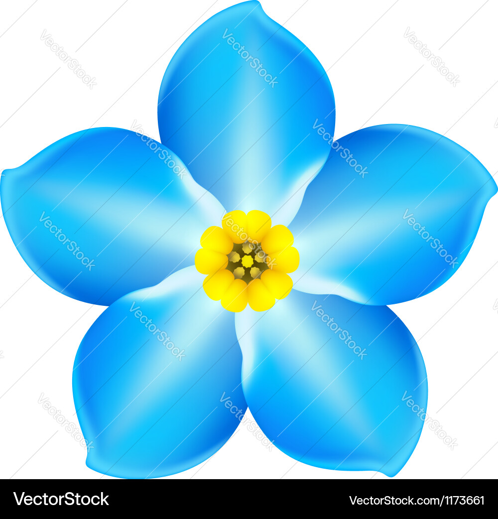 Forget me Royalty Free Vector Image - VectorStock