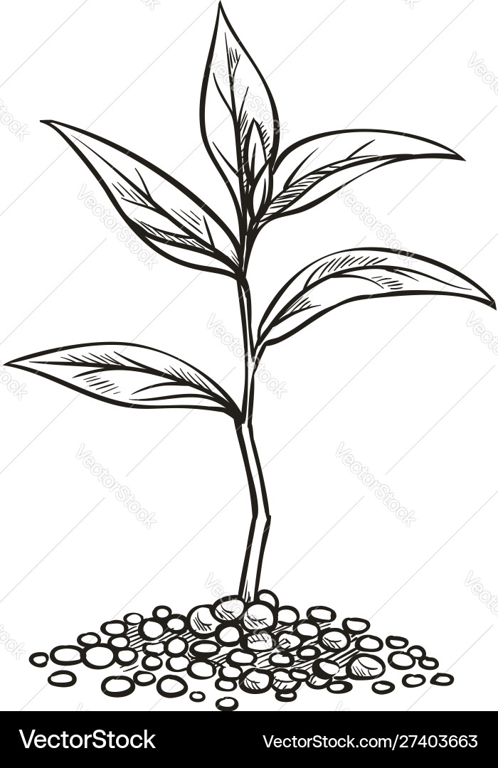 Vintage sprout in sketch style Royalty Free Vector Image