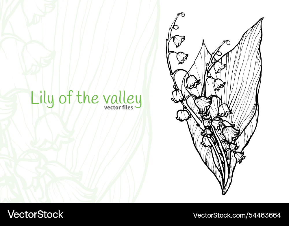 Hand drawn line art lily of the valley Royalty Free Vector