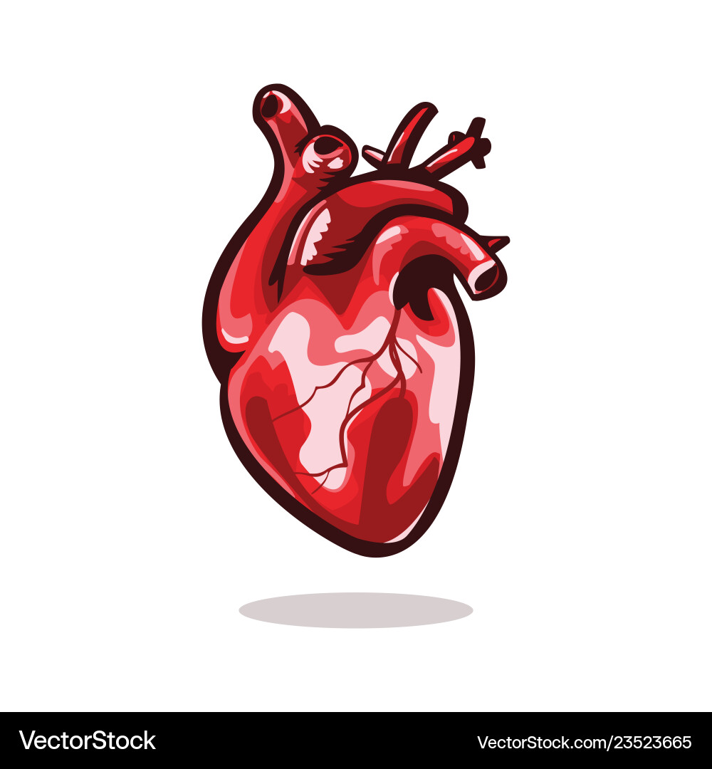 Anatomical Heart Graphic Royalty Free Vector Image